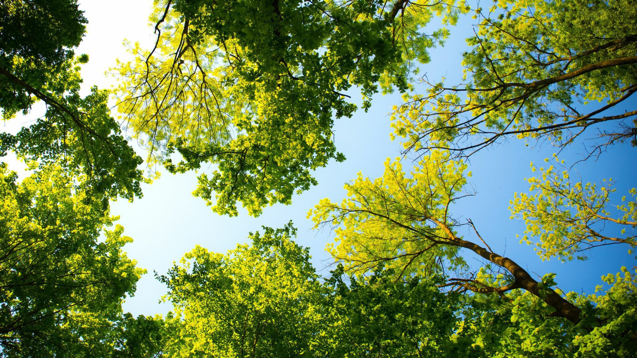 Tree Preservation Orders in Ebbsfleet - Ebbsfleet Garden City